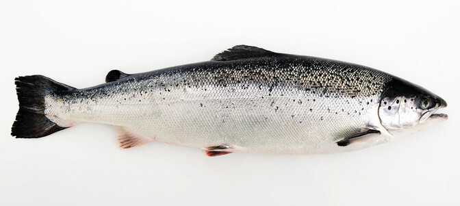 Fresh Salmon Whole Head-On Gutted | 21GourmetStreet.com
